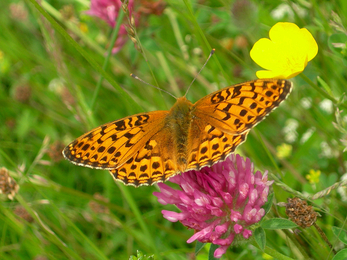 Rhos Pasture Restoration Project | Radnorshire Wildlife Trust