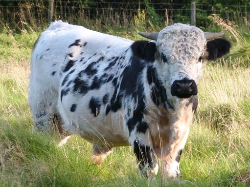Rhos Pasture Restoration Project | Radnorshire Wildlife Trust