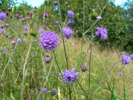 Rhos Pasture Restoration Project | Radnorshire Wildlife Trust