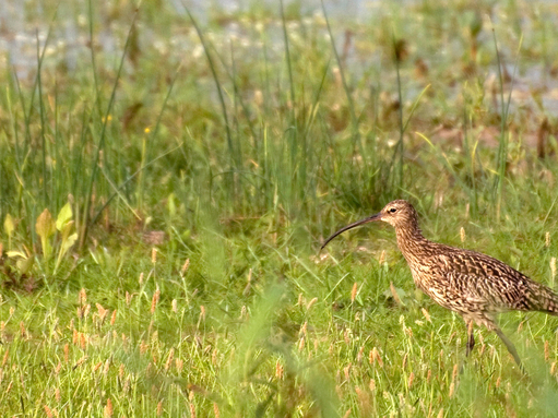 Rhos Pasture Project Launch | Radnorshire Wildlife Trust