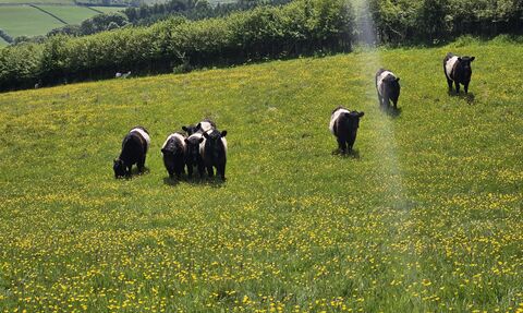 Pentwyn - a vision for the future | Radnorshire Wildlife Trust