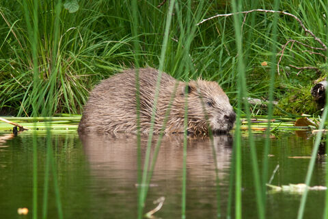 Bringing beavers back to Wales | Radnorshire Wildlife Trust
