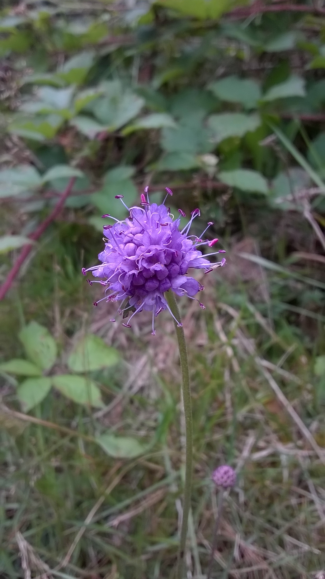 Exploring Gilfach - Wildlife Heritage | Radnorshire Wildlife Trust