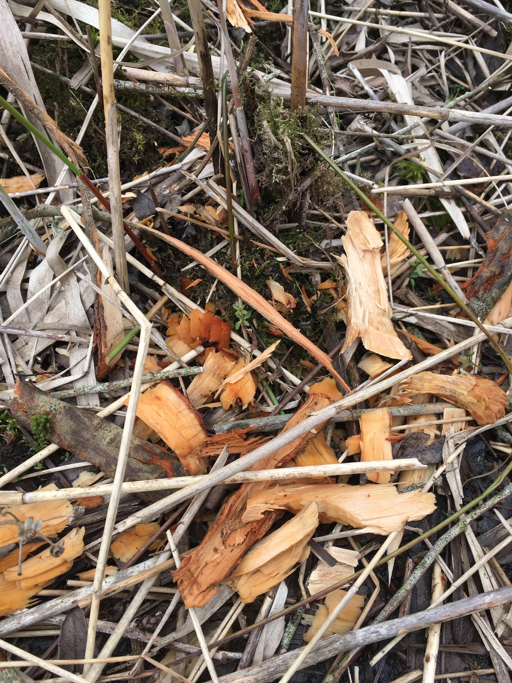 Welsh Beaver Project | Radnorshire Wildlife Trust