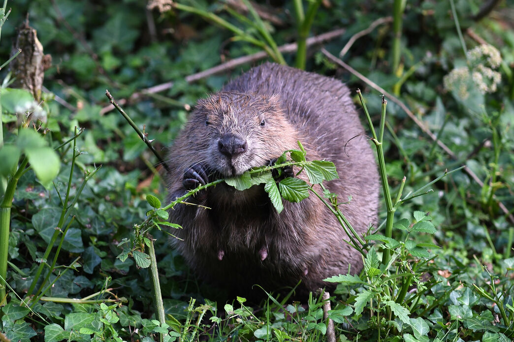 Bringing beavers back to Wales | Radnorshire Wildlife Trust