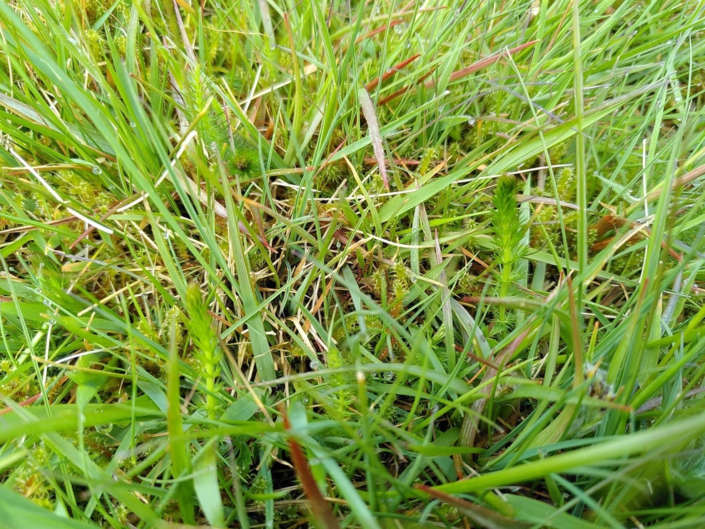 Rhos Pasture Restoration Project | Radnorshire Wildlife Trust