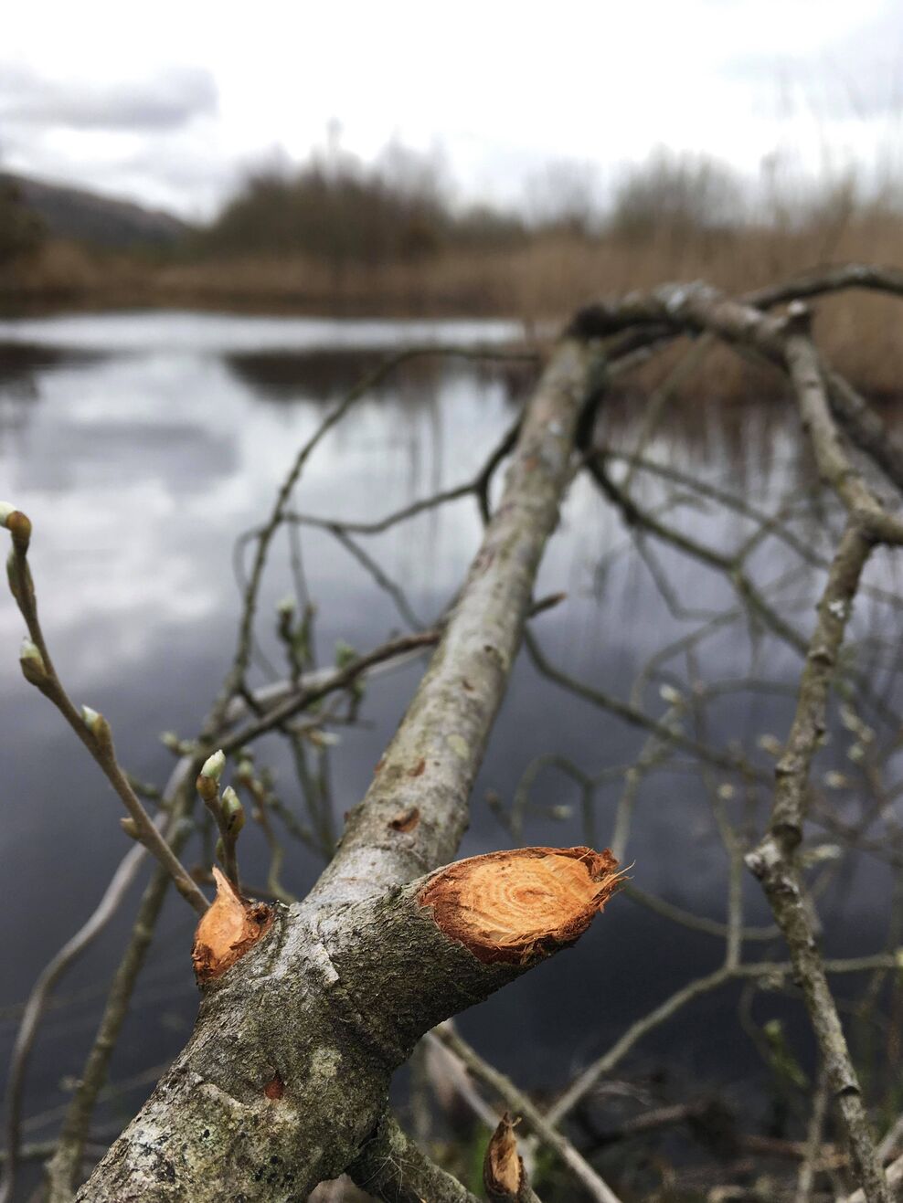 Welsh Beaver Project | Radnorshire Wildlife Trust