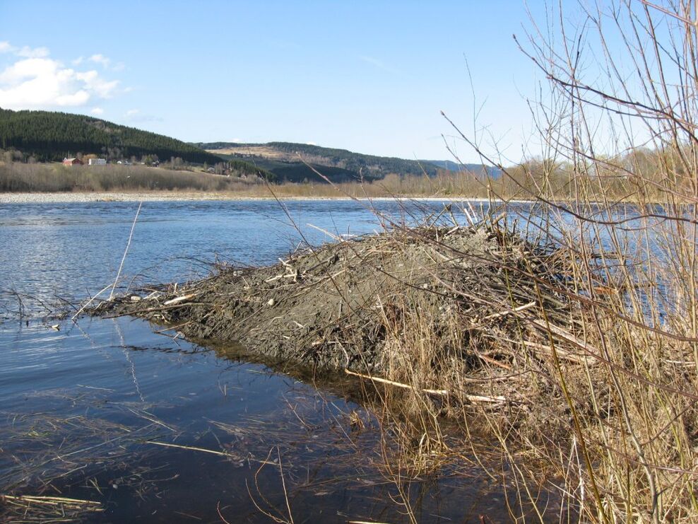 Welsh Beaver Project | Radnorshire Wildlife Trust