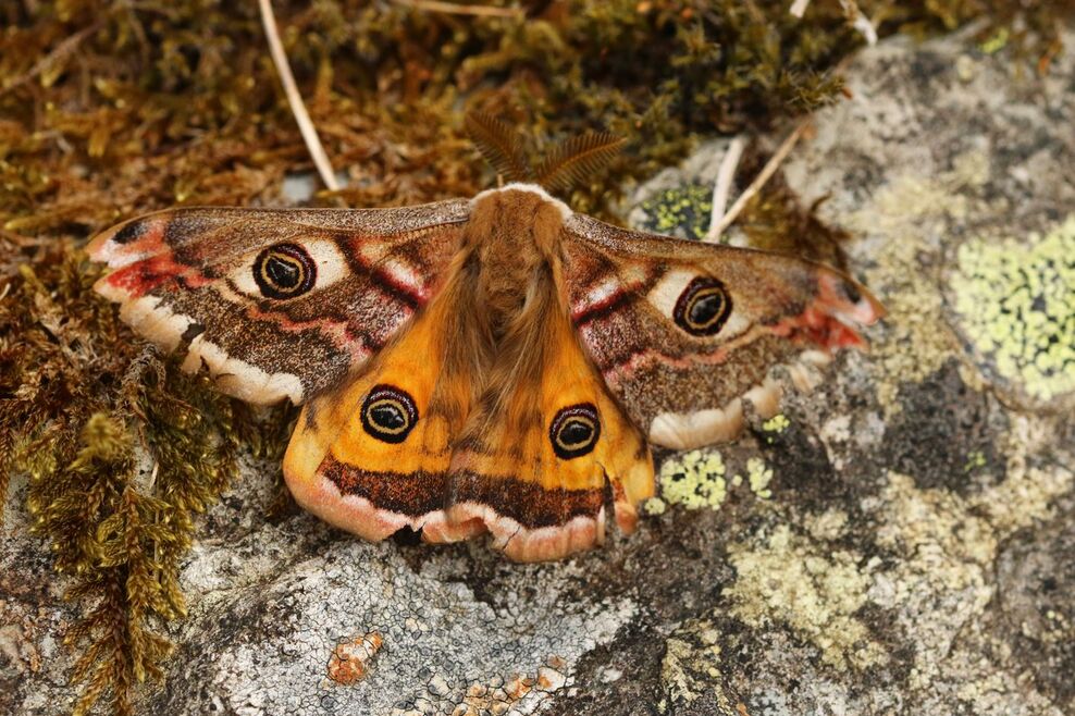 Adopt a Patch of Land at Wilder Pentwyn Farm | Radnorshire Wildlife Trust