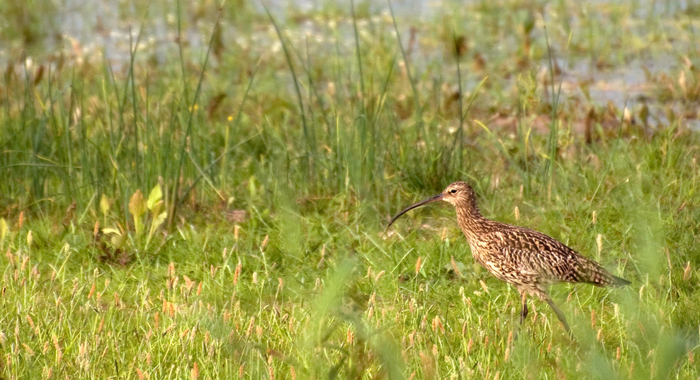 Rhos Pasture Project Launch | Radnorshire Wildlife Trust