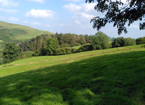 Burfa Bog | Radnorshire Wildlife Trust